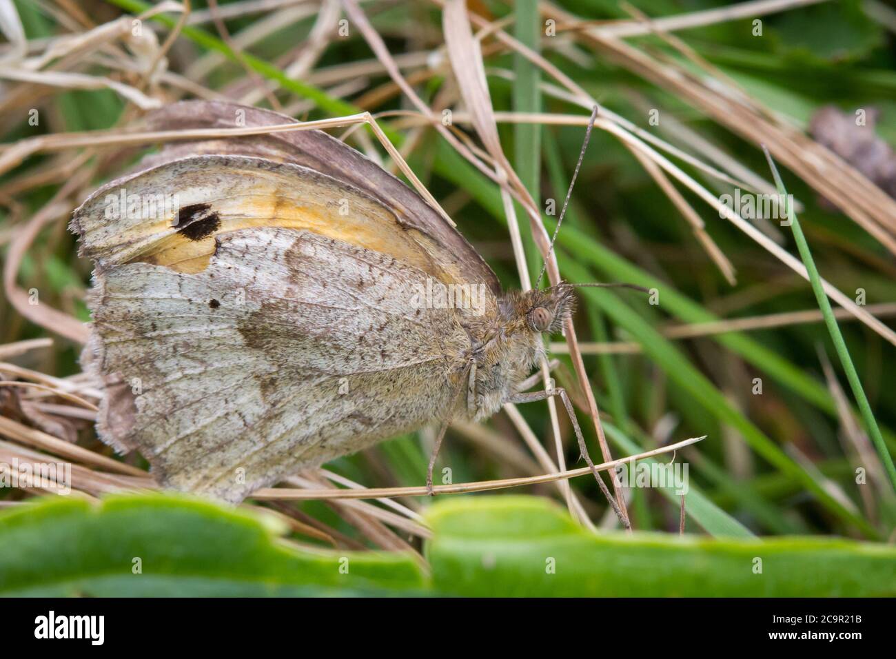 Meadow brown butterfly (Lepidoptera Maniola jurtina Stock Photo - Alamy