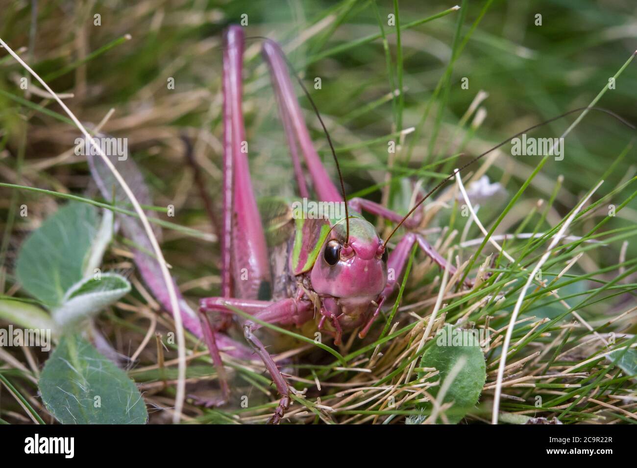Common wart-biter, female (Decticus verrucivorus Stock Photo - Alamy