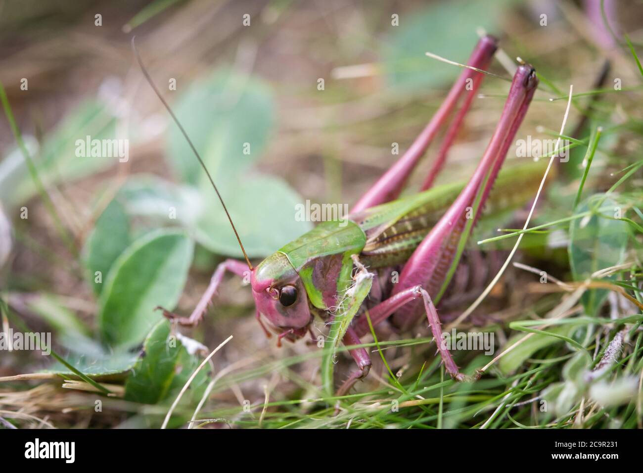 Common wart-biter, female (Decticus verrucivorus Stock Photo - Alamy