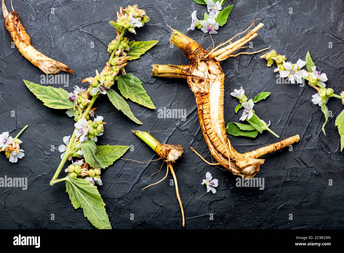 Marshmallow root hi-res stock photography and images - Alamy