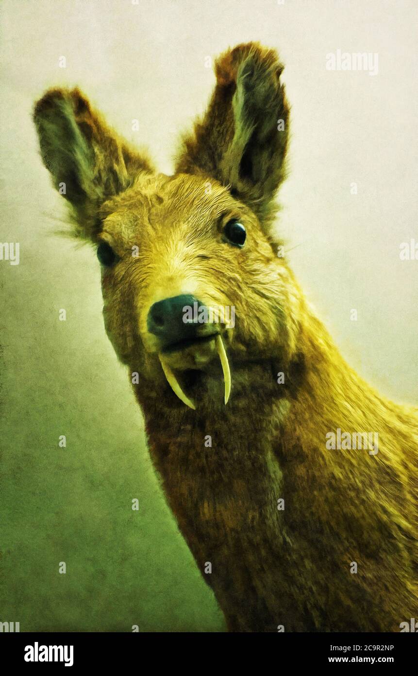 Moschus Moschiferus Images High Resolution Stock Photography and Images ...