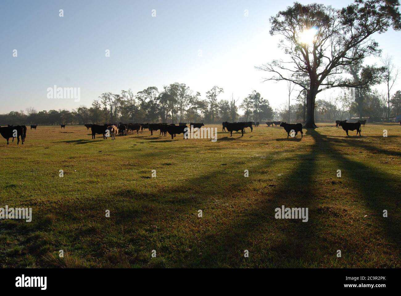 Sunlihght shines through the tree creating a cool shadow while cows sit ...