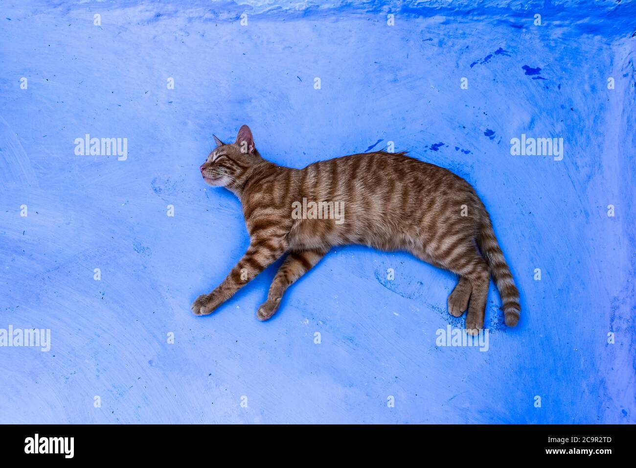 An orange tabby cat Stock Photo - Alamy
