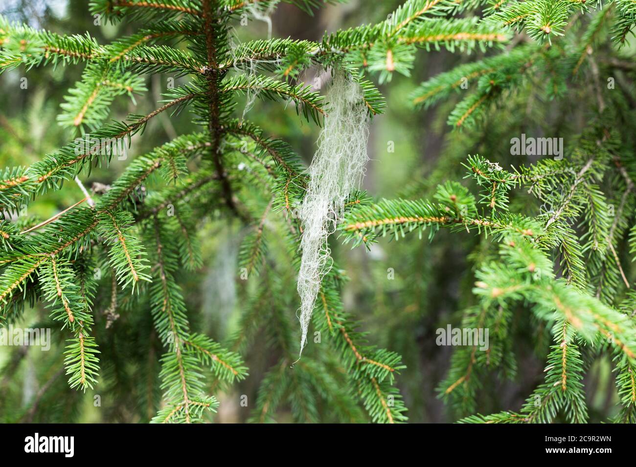 Lichen usnea hanging on tree hi-res stock photography and images - Alamy