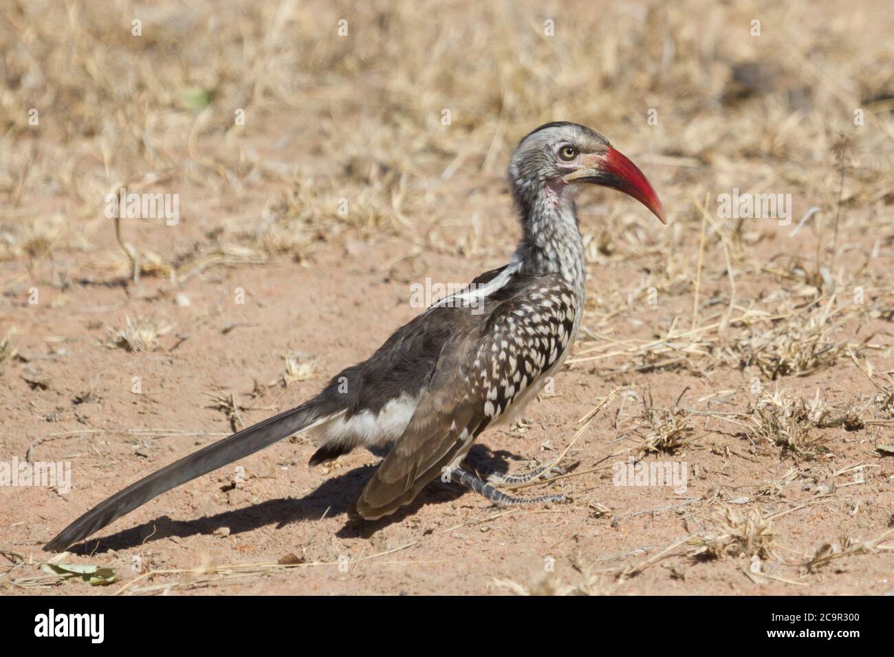 Southern african insects hi-res stock photography and images - Alamy