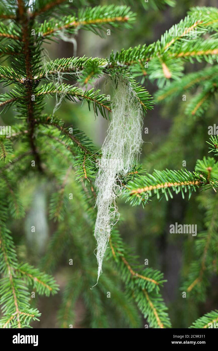 Closeup of hanging tree lichen (Usnea) on spruce twig Stock Photo - Alamy