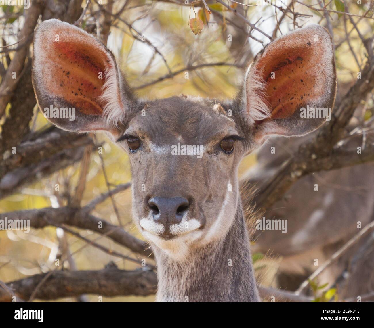 Kudu head hi-res stock photography and images - Alamy