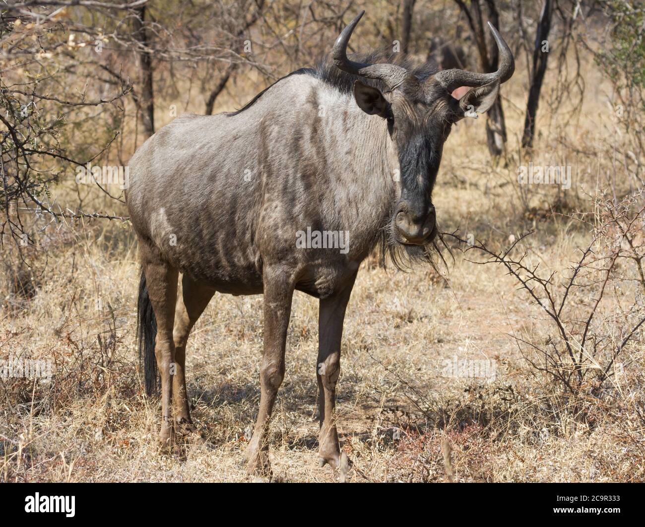 Bushveld hi-res stock photography and images - Alamy