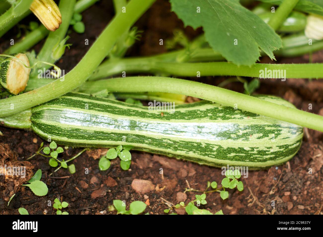 Zucchini plant. Zucchini flower. Green vegetable marrow growing on bush ...