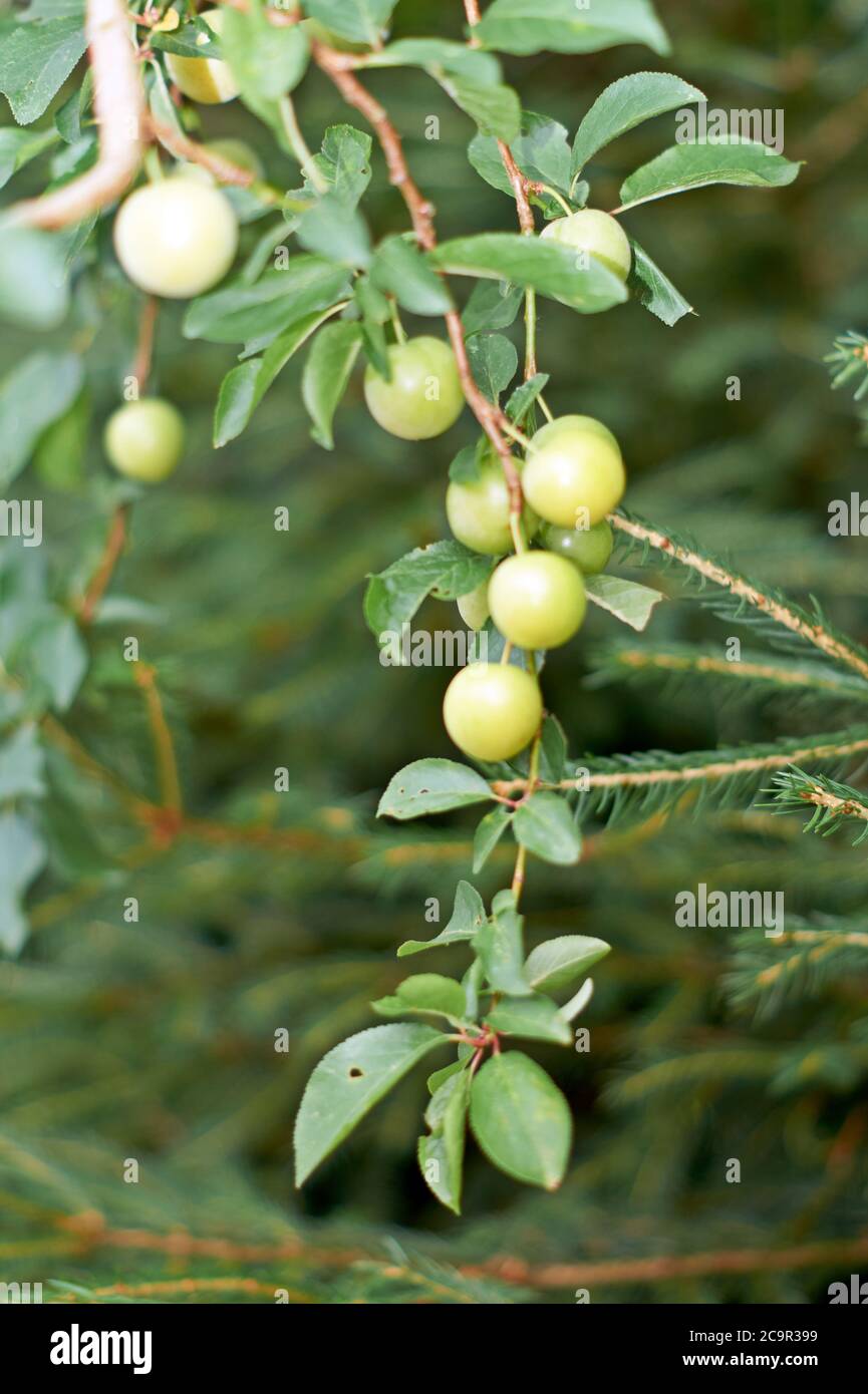 the fruits of Mirabelle plum, Prunus domestica Stock Photo - Alamy