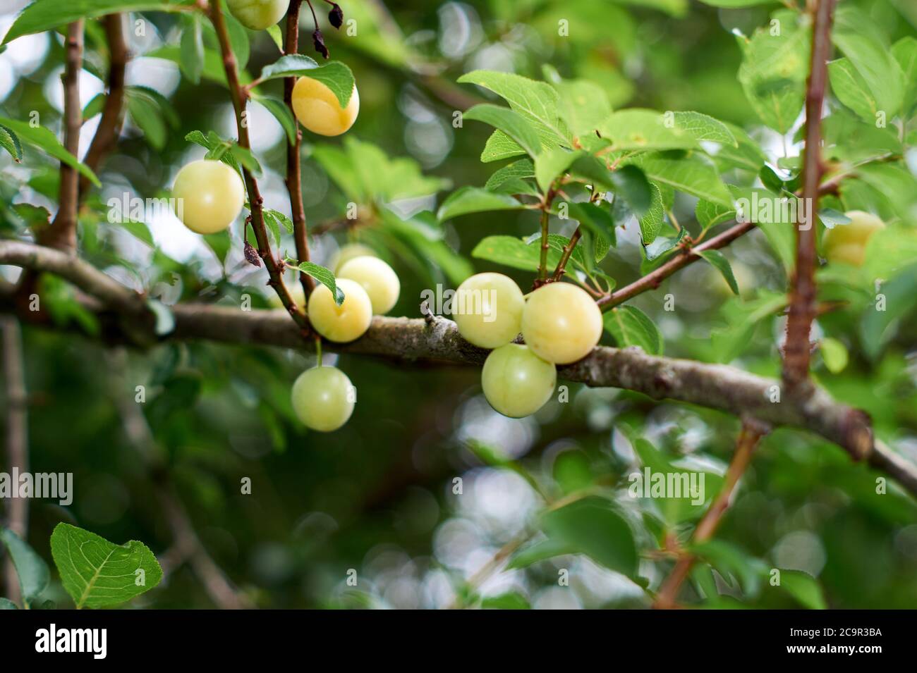 the fruits of Mirabelle plum, Prunus domestica Stock Photo - Alamy