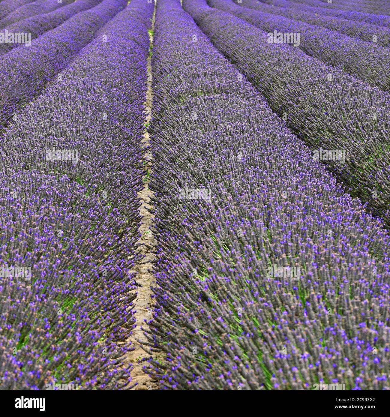 Lavender. Beautifully blooming violet plant - Lavandula angustifolia ...
