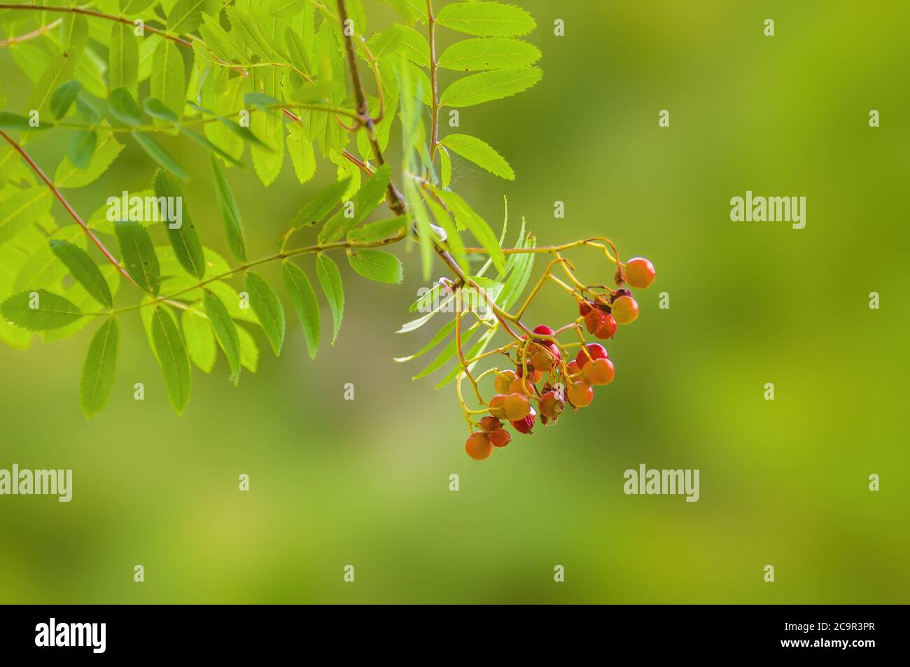 Ash tree branch isolated hi-res stock photography and images - Alamy