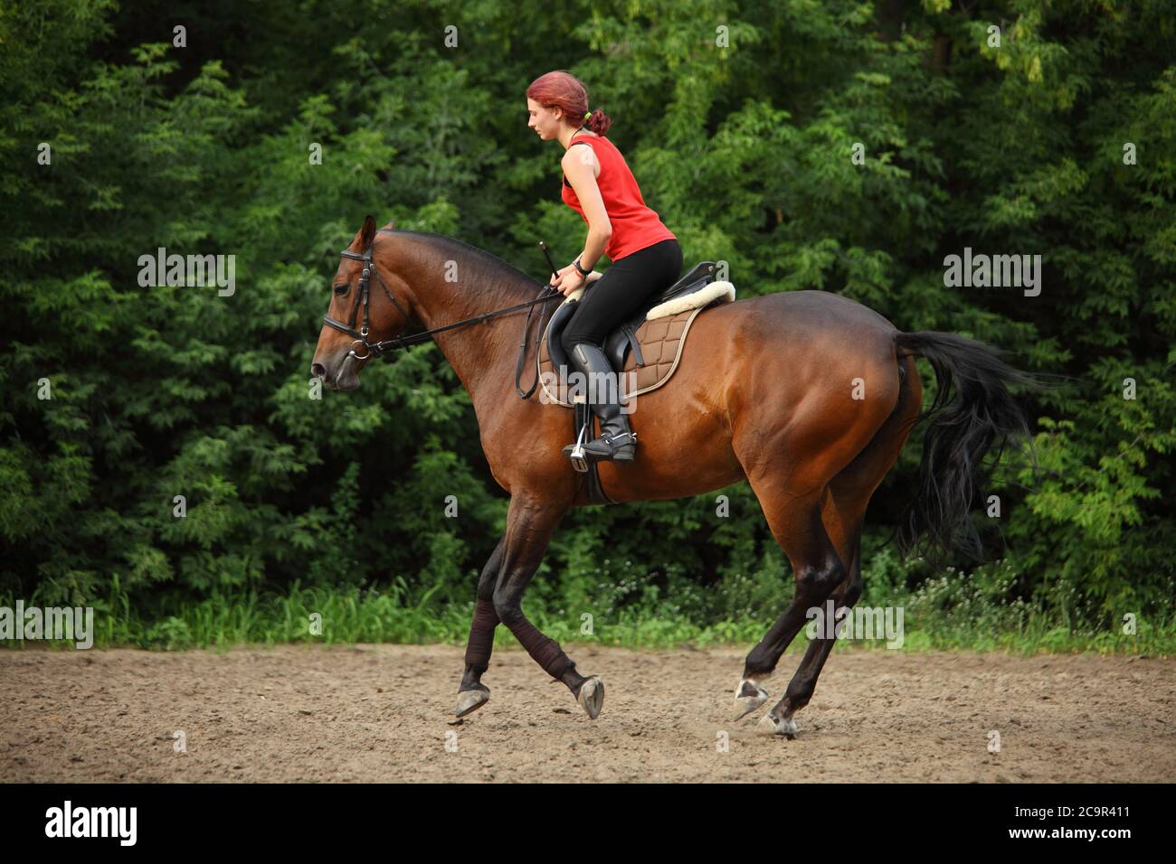 Saddle horse luxury hi-res stock photography and images - Alamy