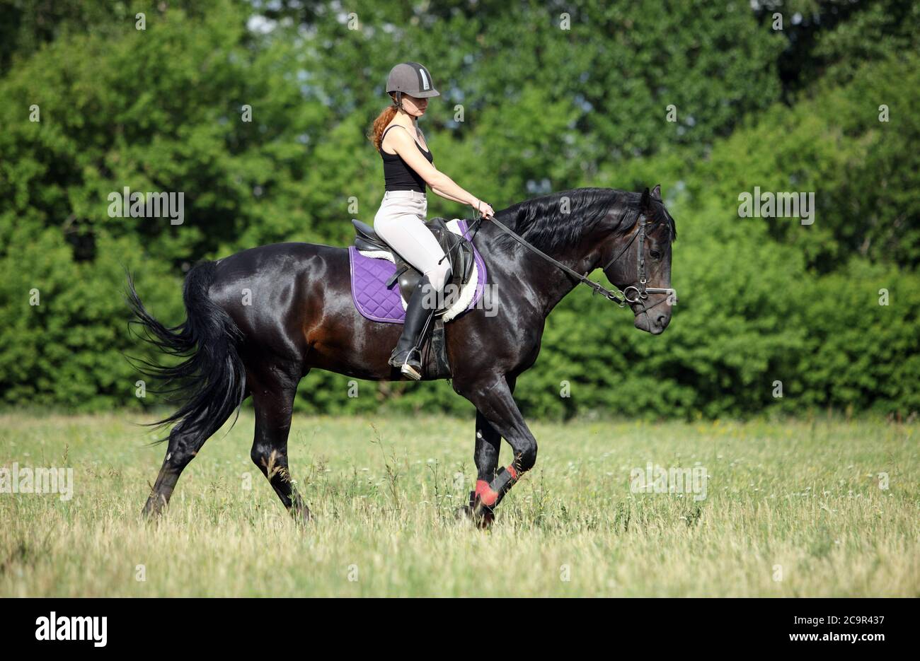 Saddle horse luxury hi-res stock photography and images - Alamy