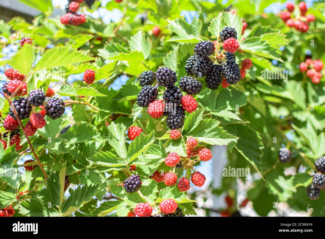 Ripe and unripe blackberries growing on a rooftop garden in Vienna ...