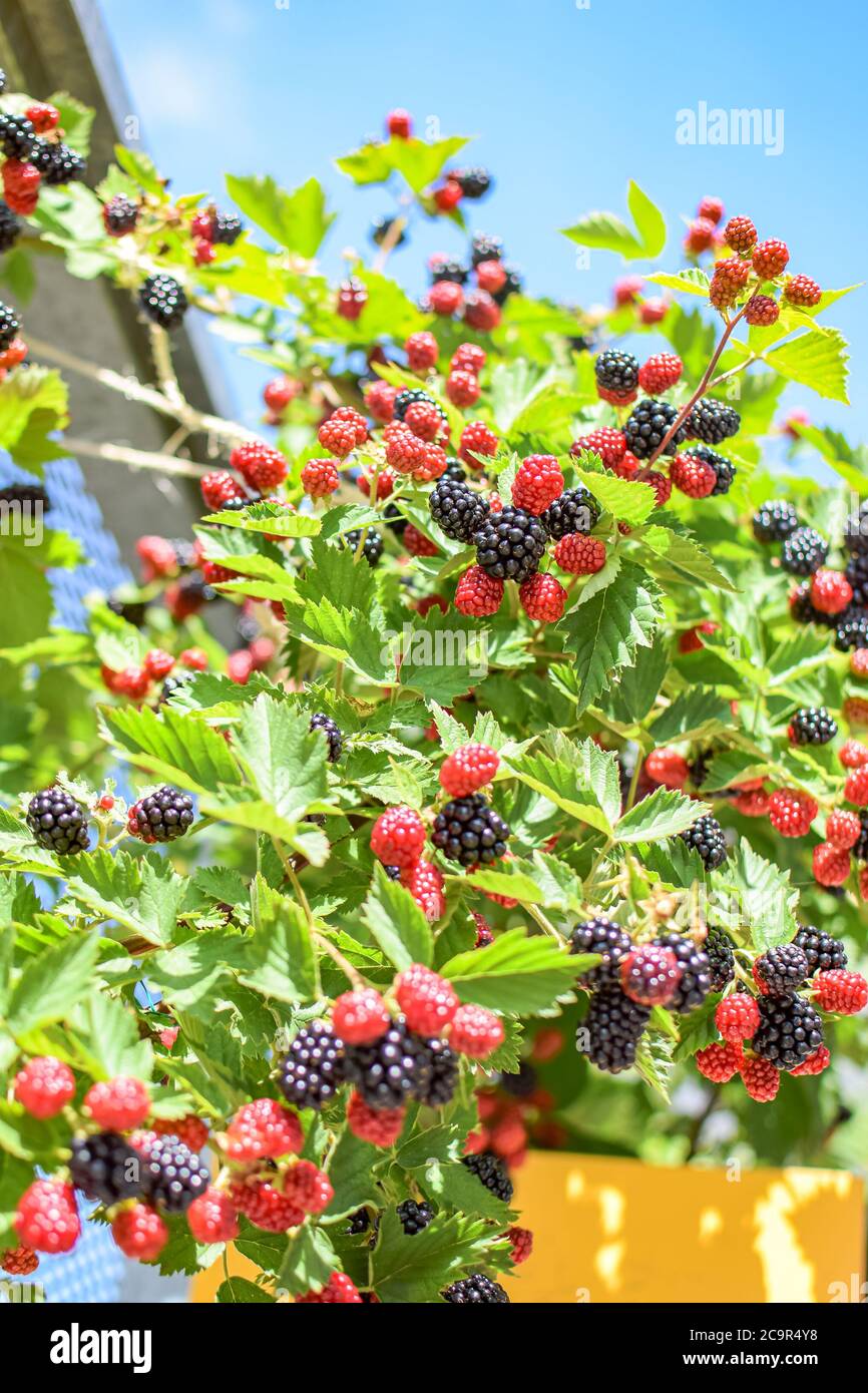 Ripe and unripe blackberries growing on a rooftop garden in Vienna ...