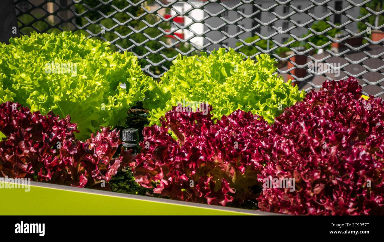 Urban gardening - Lollo bionda and Lollo rosso lettuce in stylish ...