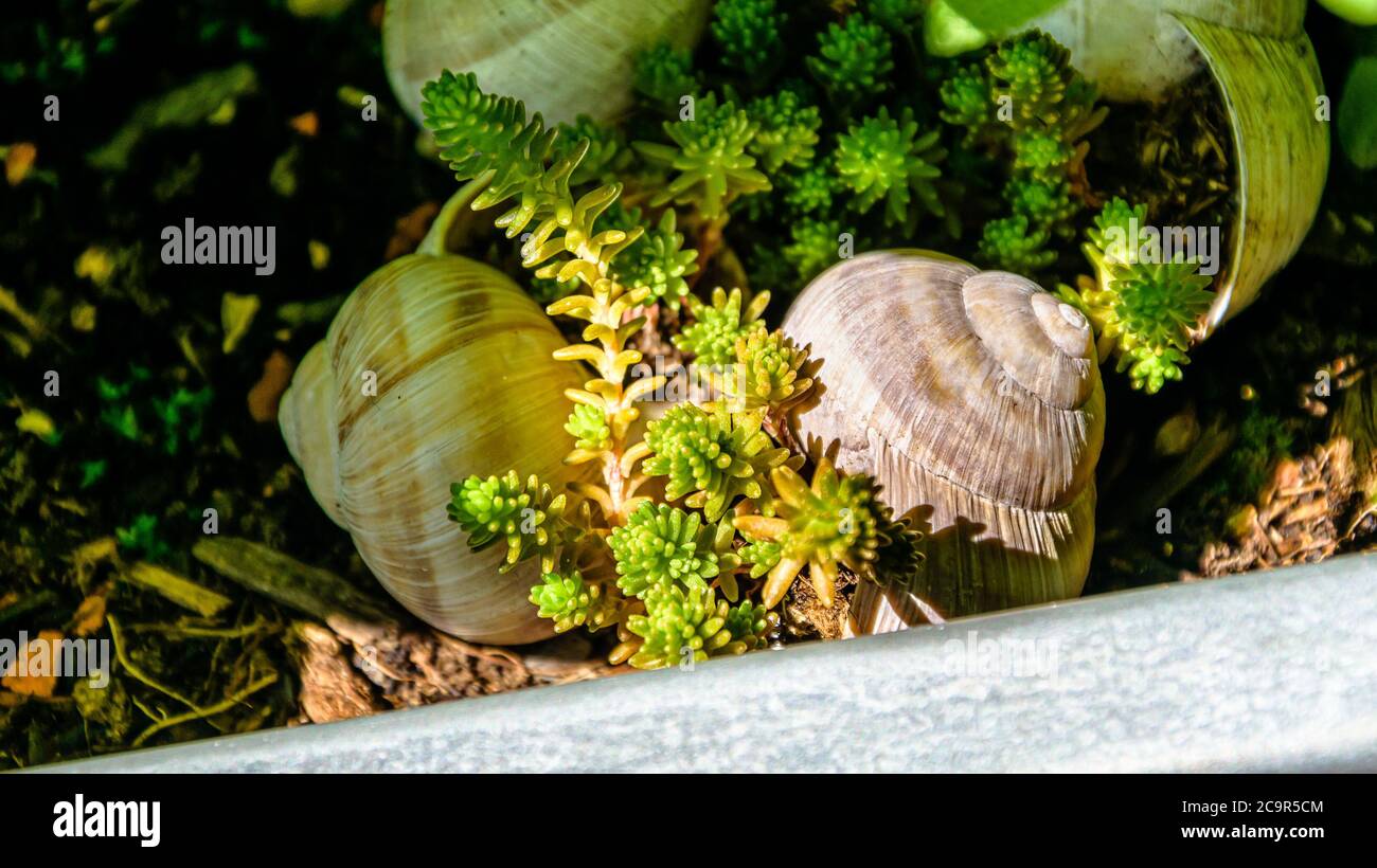 Snail shells hi-res stock photography and images - Alamy