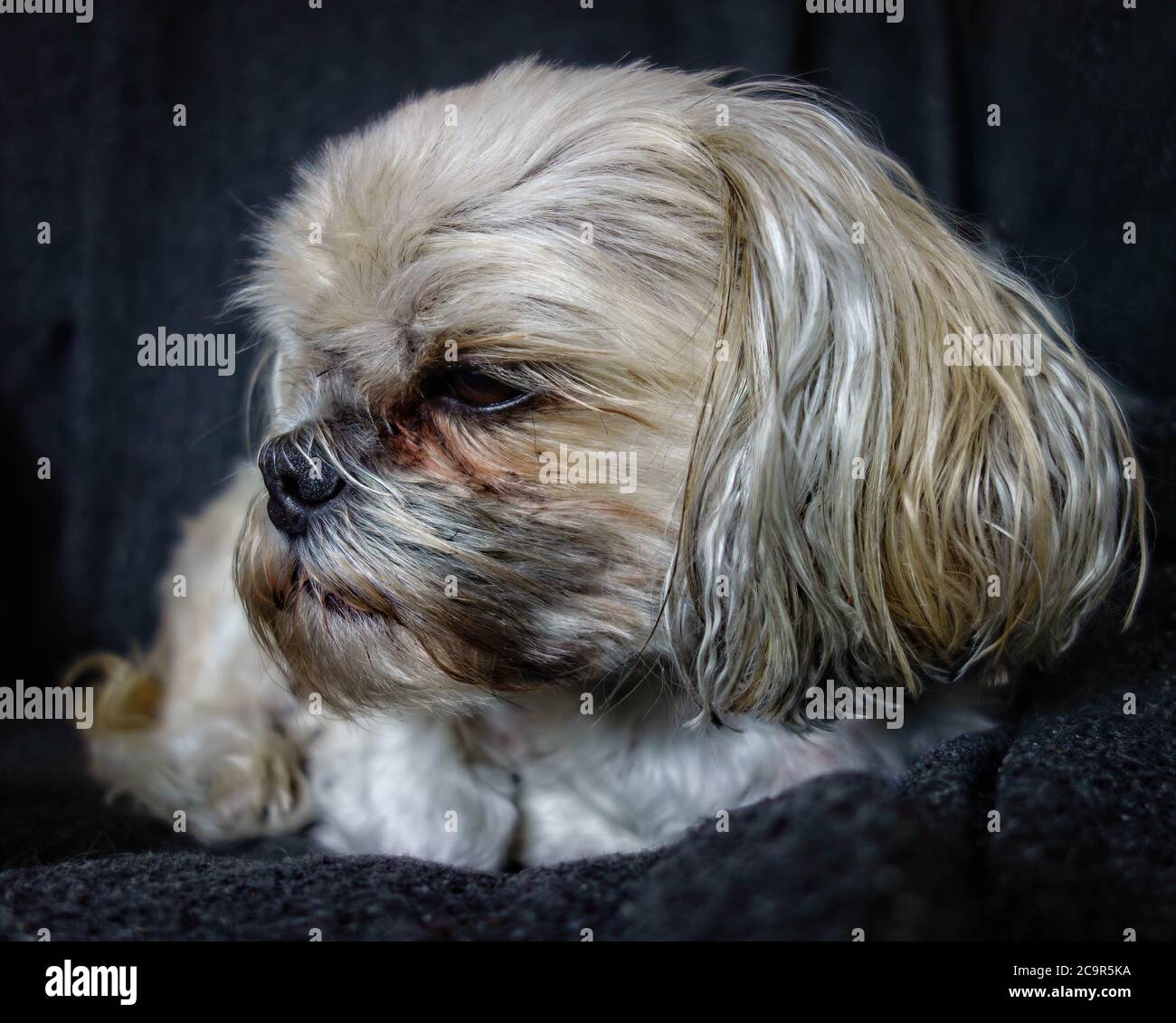 Mimi, the Shih Tzu Stock Photo - Alamy