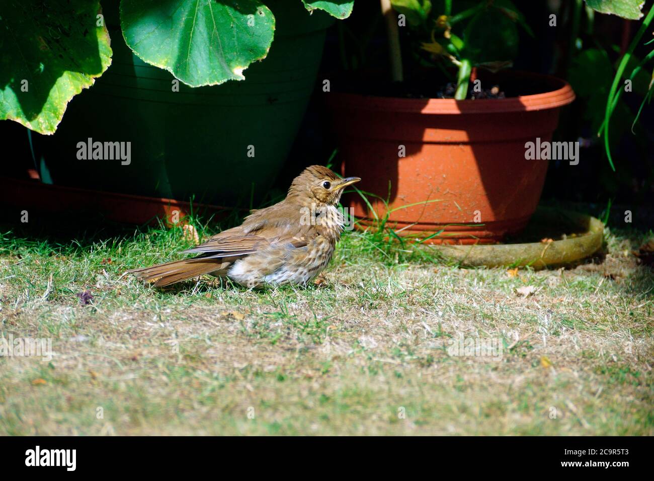 YOUNG BLACK BIRD COOLING AND DELOUSING Stock Photo - Alamy