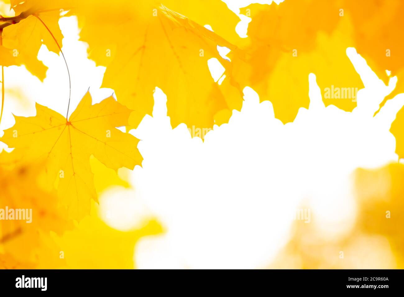 Autumn background with maple leaves. Beautiful autumn landscape ...