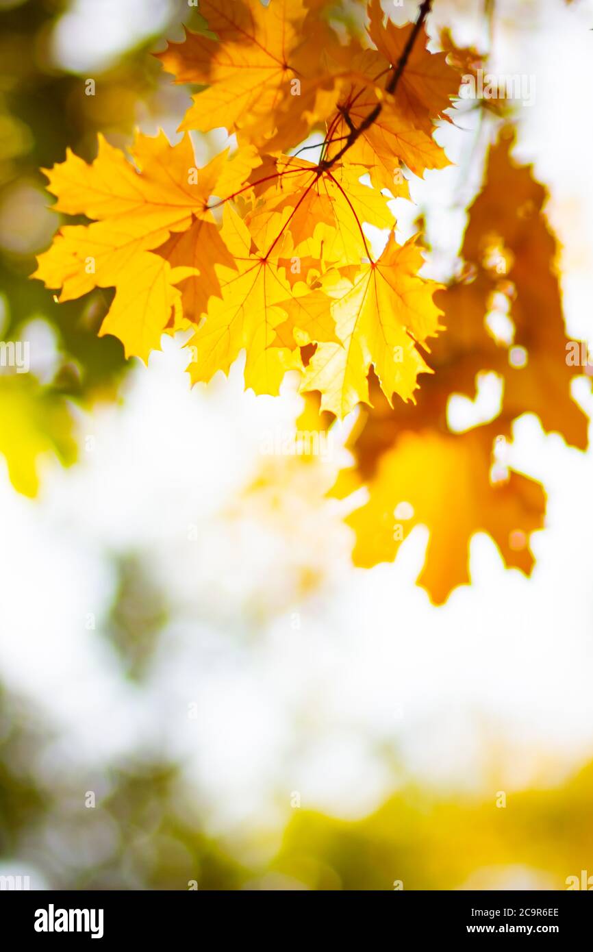 Maple leaves in autumn forest. Tree branch with autumn leaves. Yellowed maple leaves on a ...