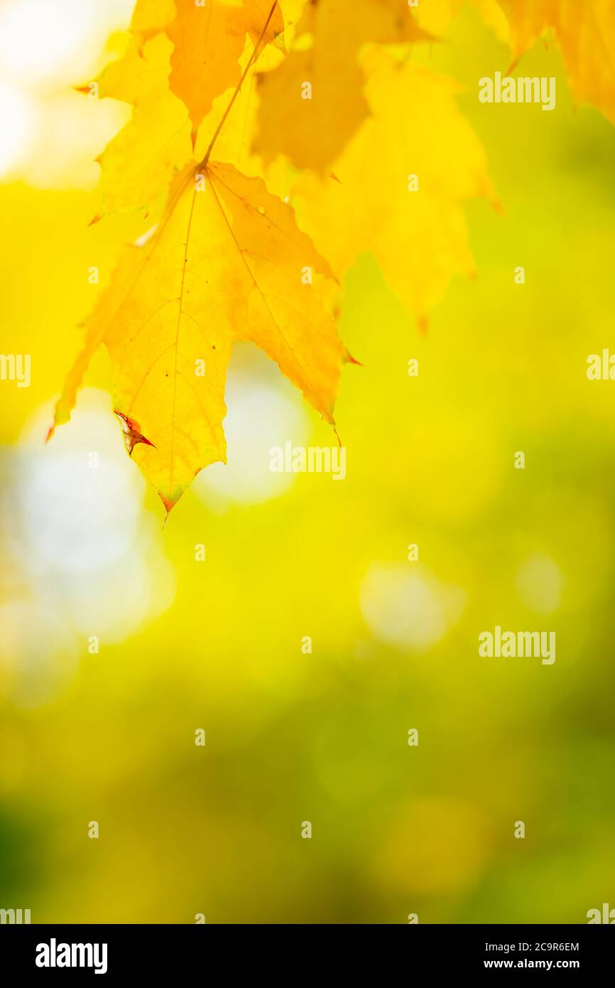Maple leaves in autumn forest. Tree branch with autumn leaves. Yellowed maple leaves on a ...