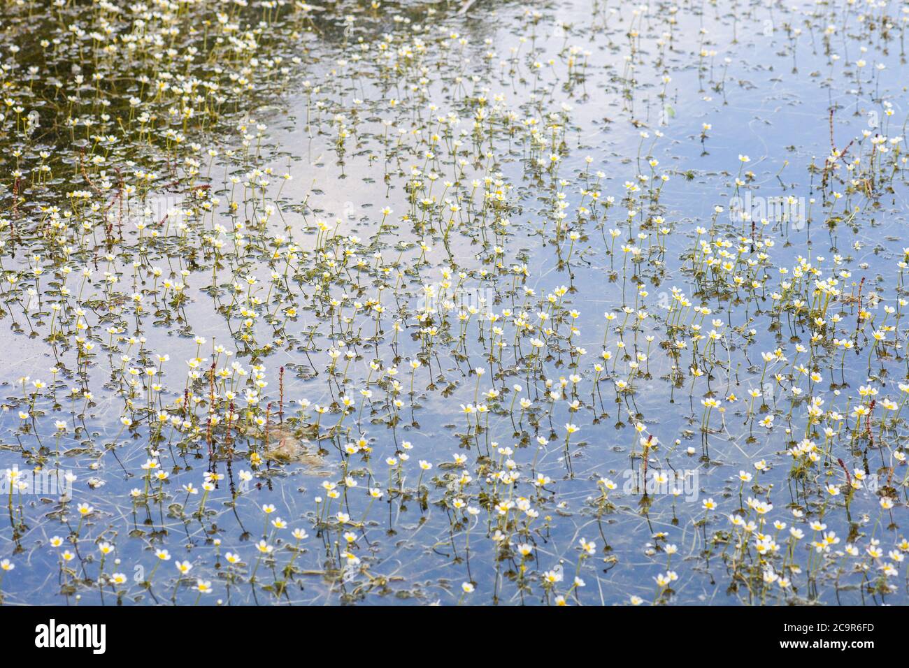 Common white water-crowfoot small flowers growing in lake. Ranunculus ...