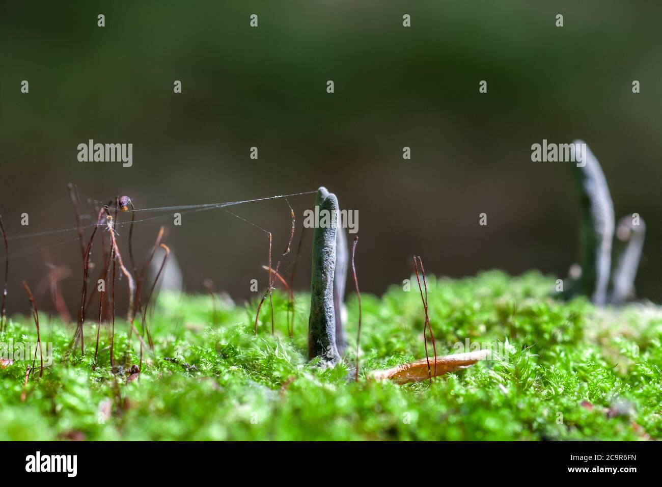 Dark finger fungi hi-res stock photography and images - Alamy