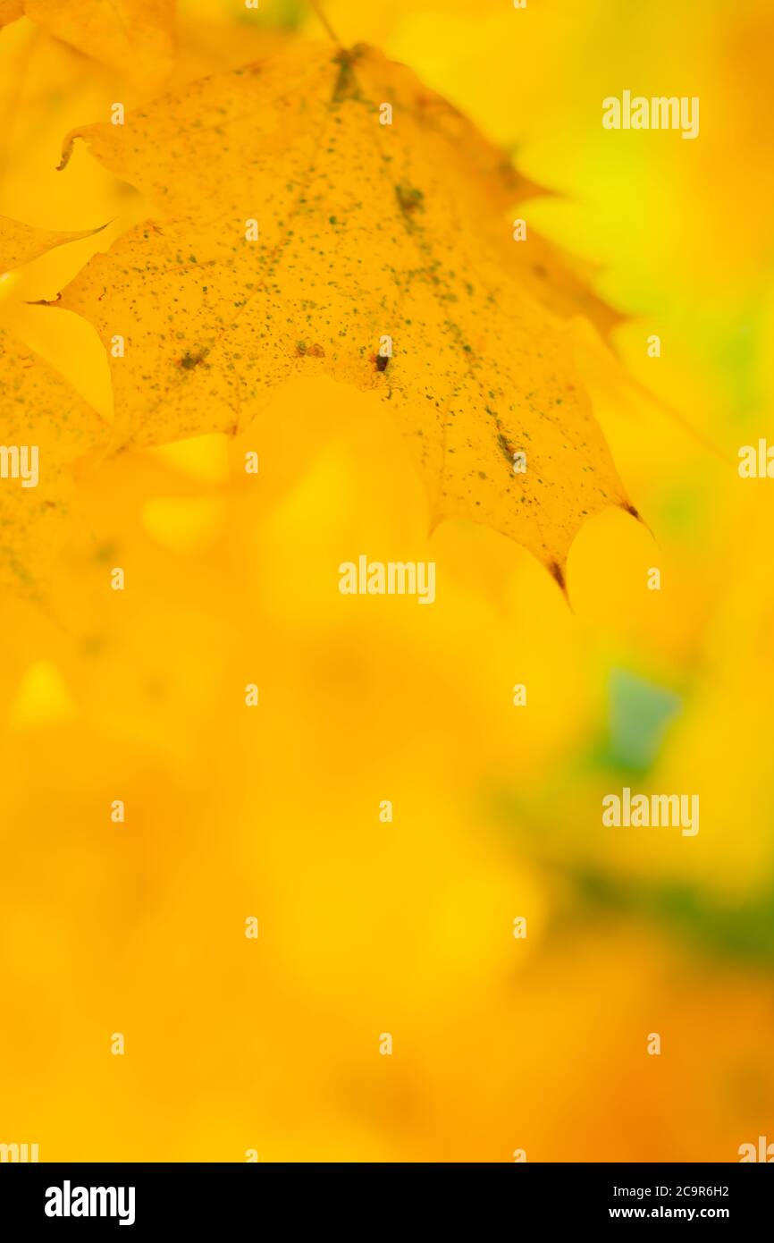 Maple leaves in autumn forest. Tree branch with autumn leaves. Yellowed maple leaves on a ...