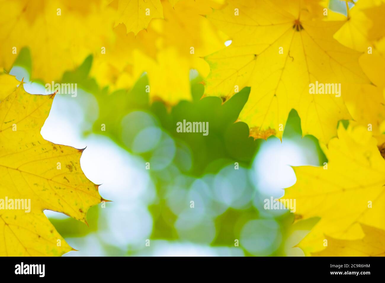 Maple leaves in autumn forest. Tree branch with autumn leaves. Yellowed maple leaves on a ...