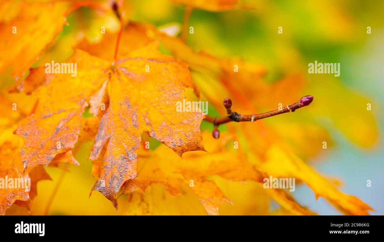 Maple leaves in autumn forest. Tree branch with autumn leaves. Yellowed maple leaves on a ...