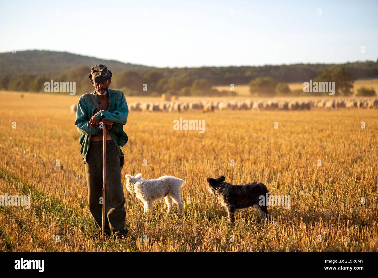 Hungarian Shepherd Dog High Resolution Stock Photography and Images - Alamy