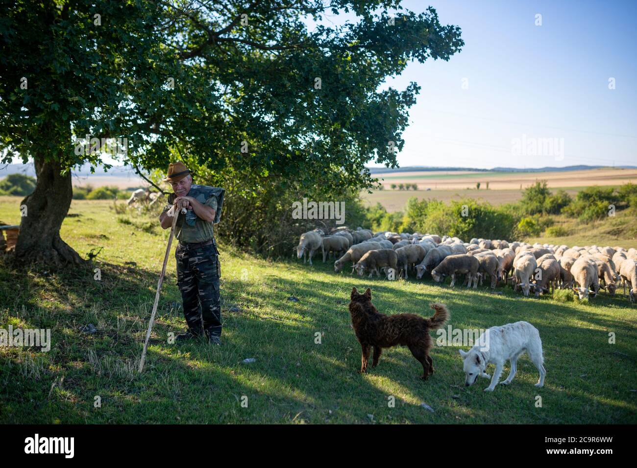 Hungarian shepherd dog hi-res stock photography and images - Alamy