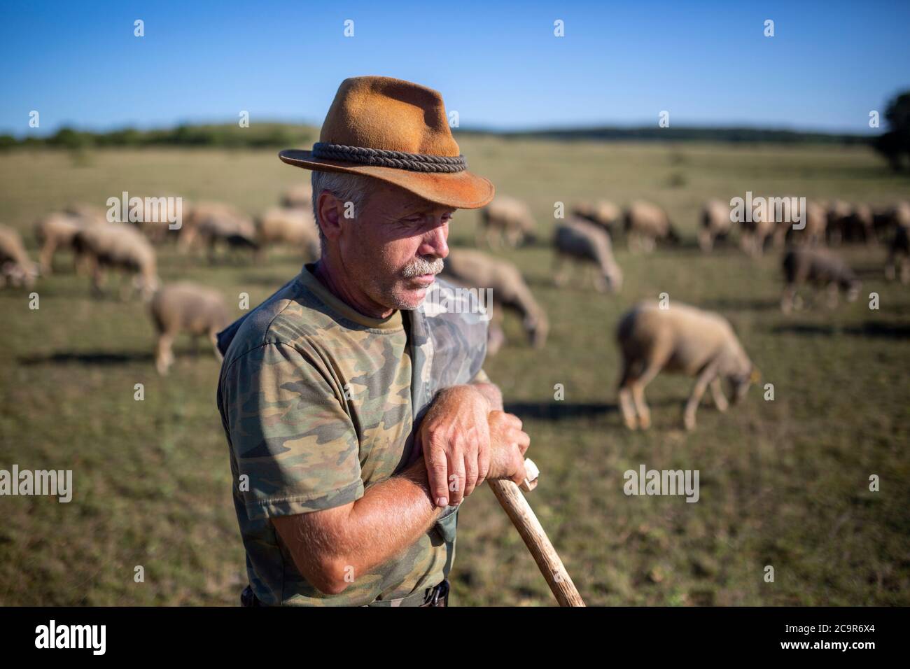Hungarian shepherd dog hi-res stock photography and images - Alamy