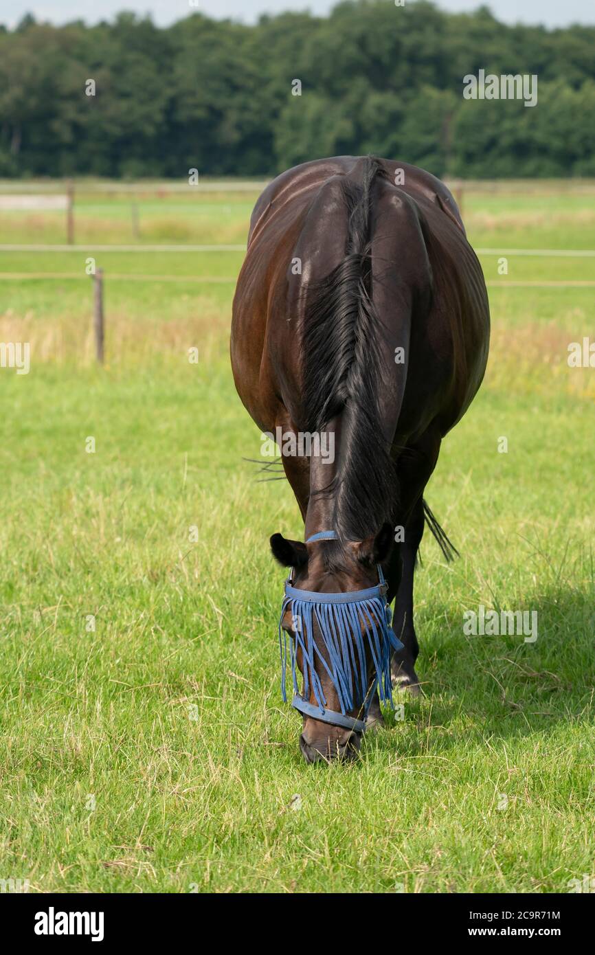 A falk color foal and a brown mare in the field, wearing a fly mask ...