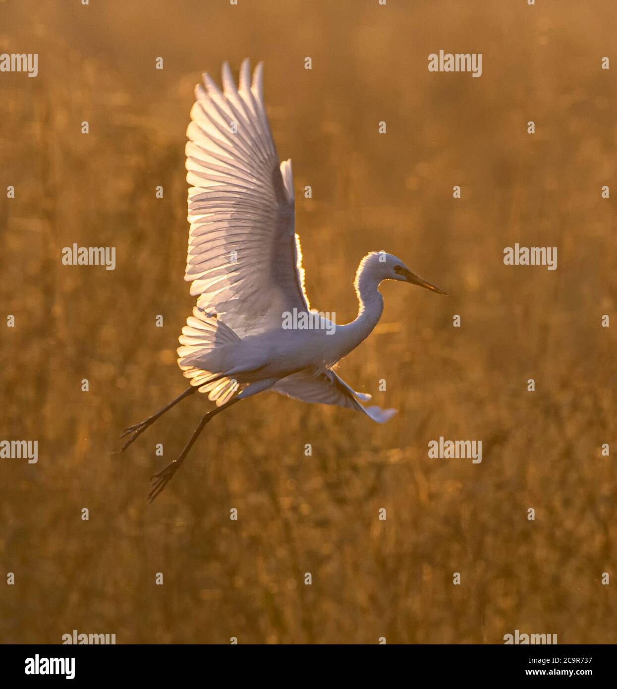 Golden egret hi-res stock photography and images - Alamy