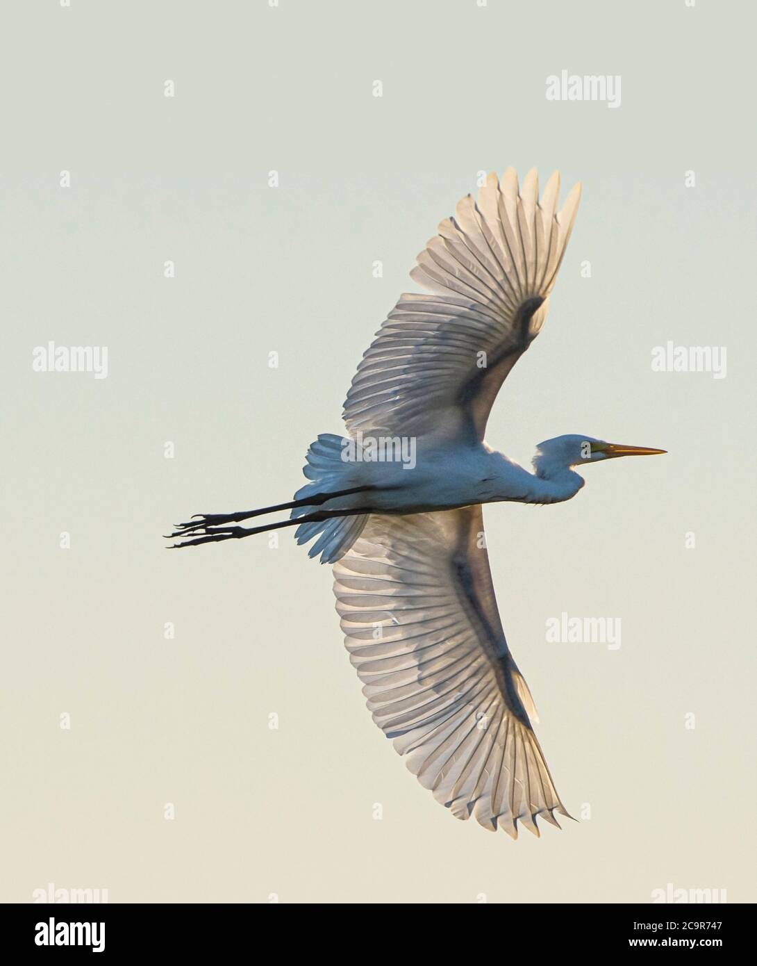 Great Egret (Ardea alba) flying with wings outstretched, Fogg Dam ...