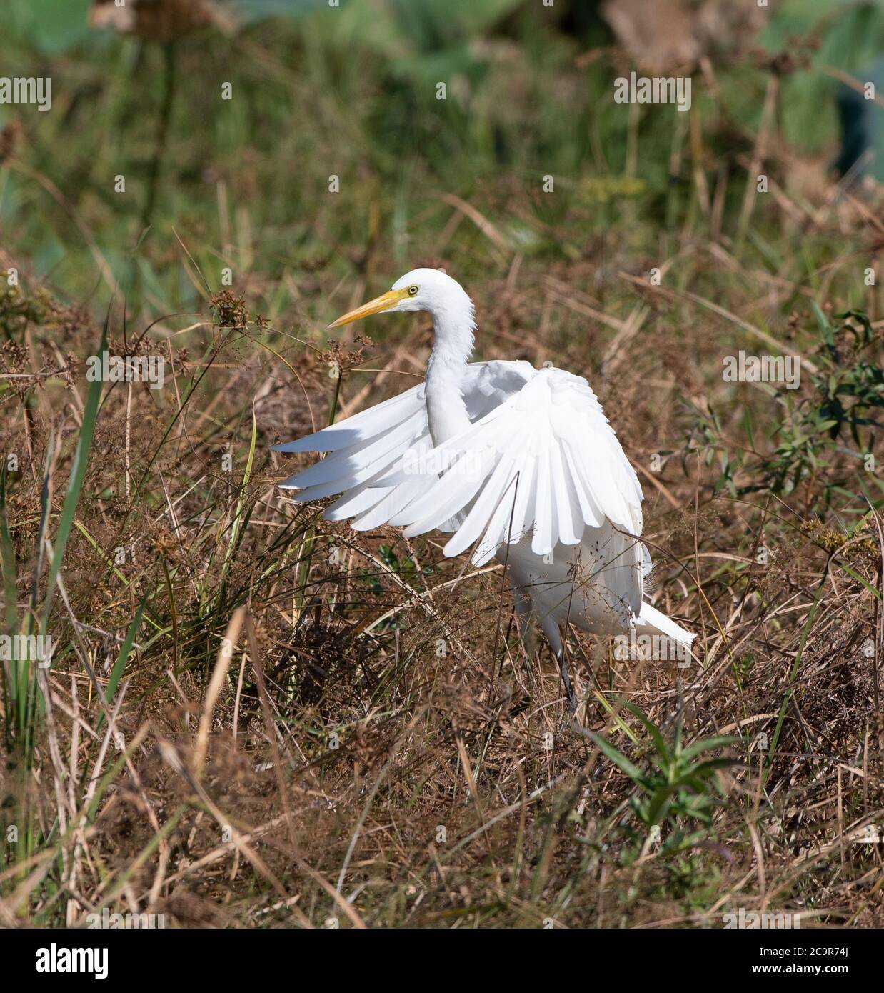 Australian egrets hi-res stock photography and images - Alamy