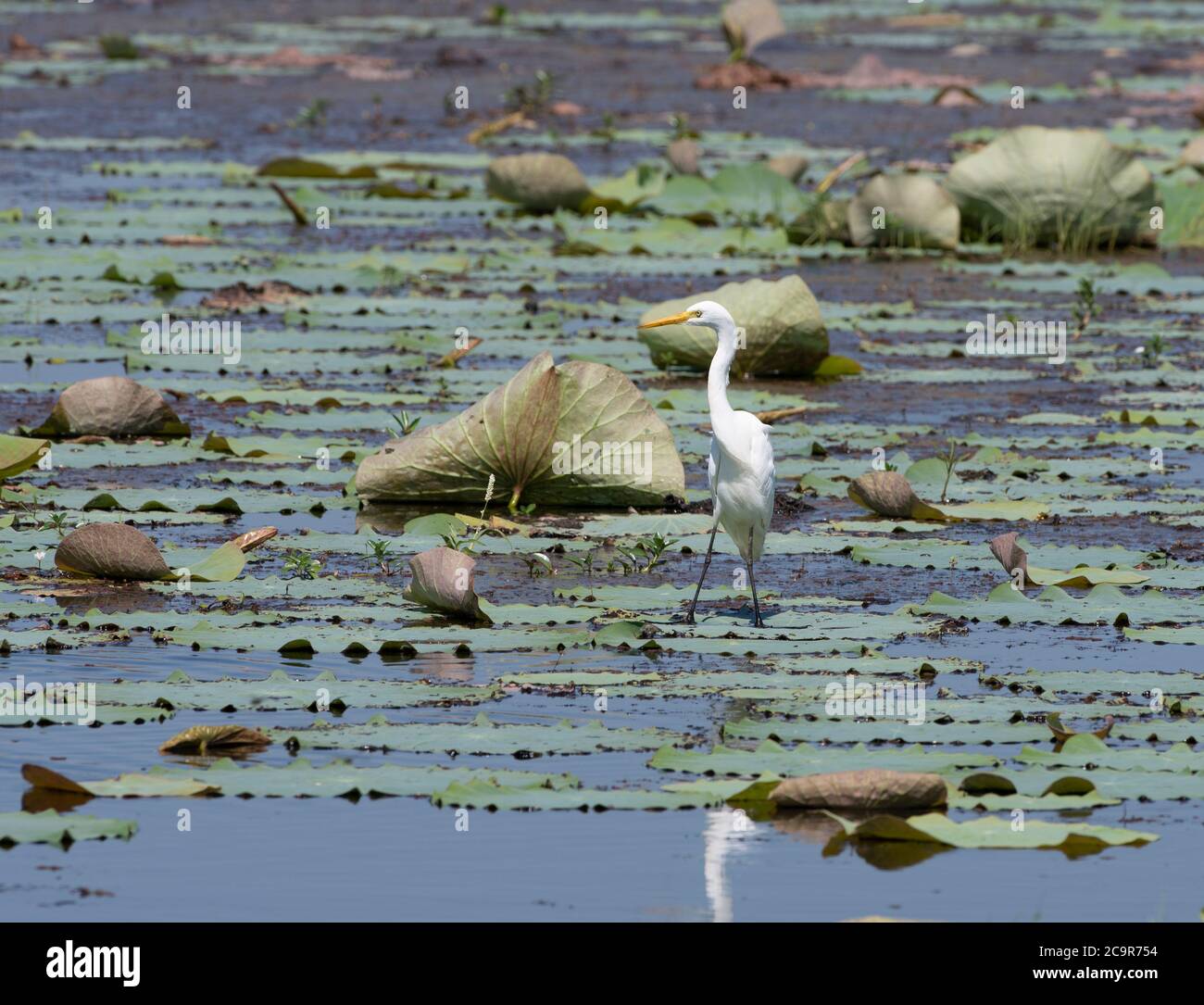 Australian egrets hi-res stock photography and images - Alamy