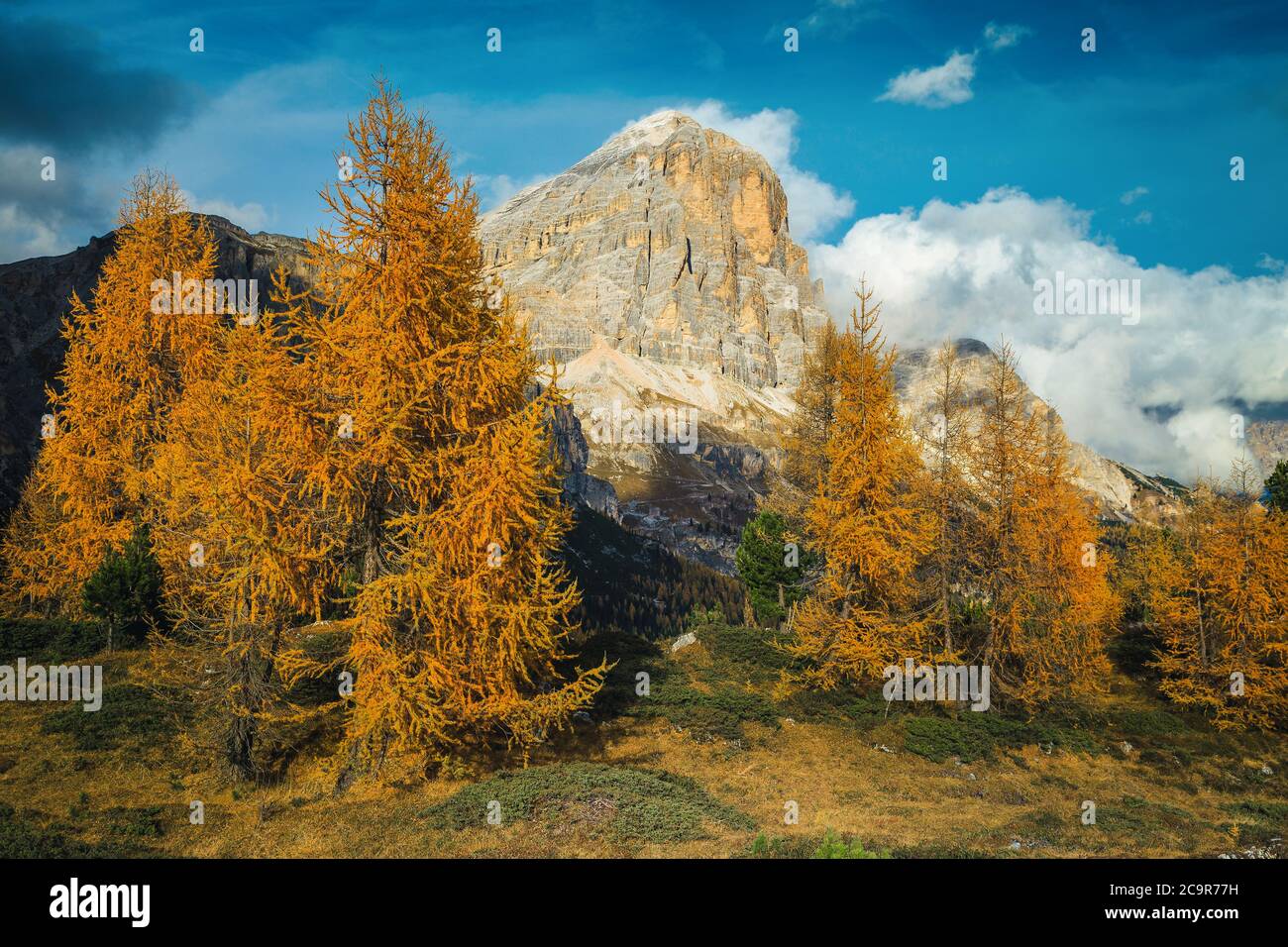 Majestic autumn alpine scenery with colorful larch forest and ...