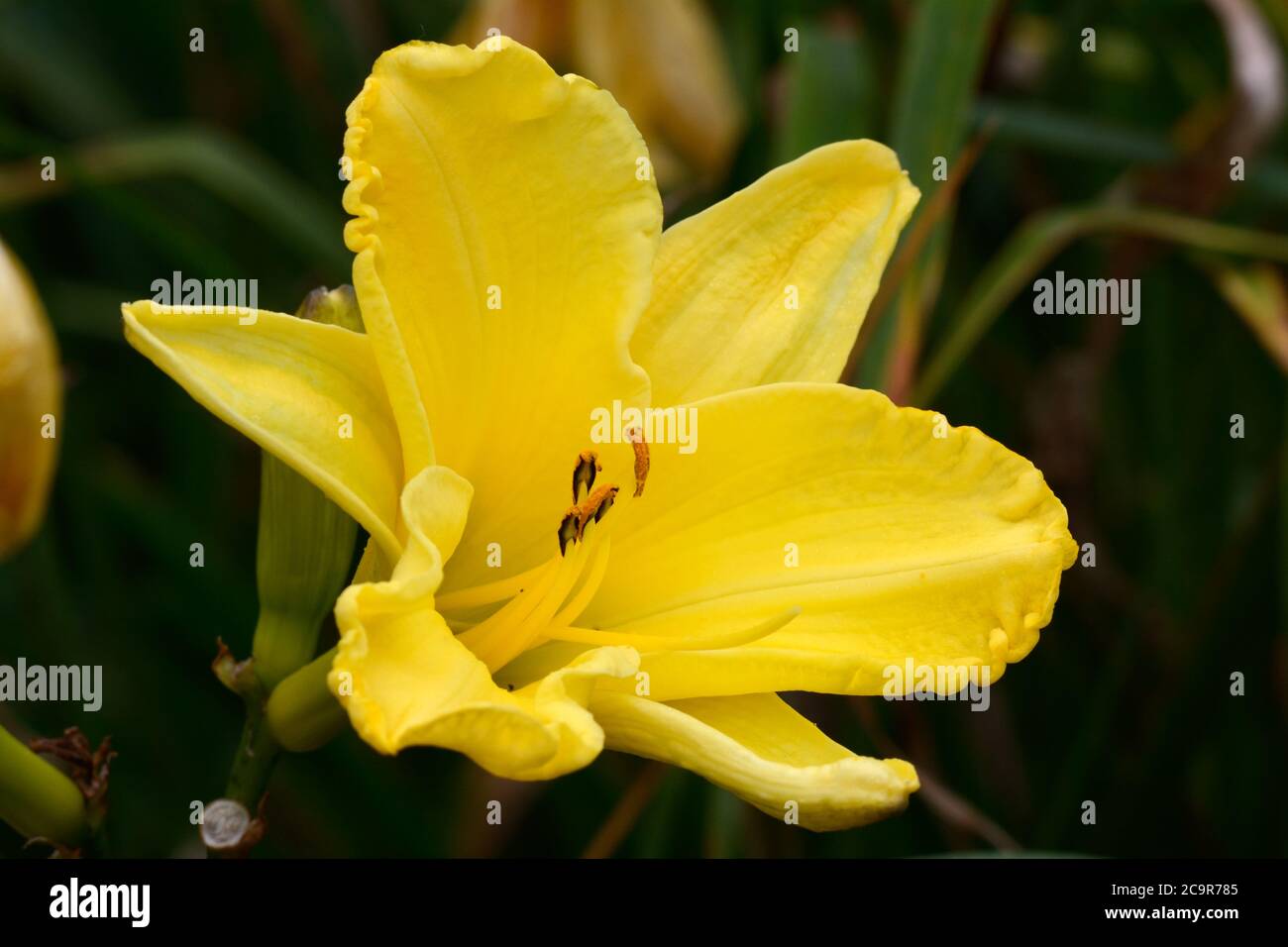 Hemerocallis Golden Ginkgo daylily yellow bloom flower Stock Photo - Alamy