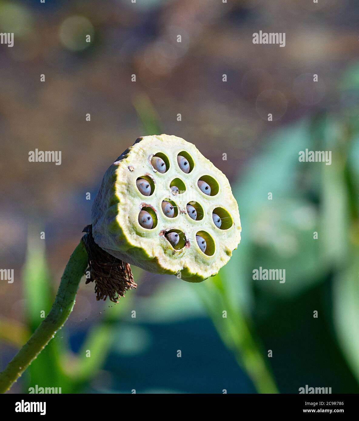 Mature Sacred Lotus Seed Pod (Nelumbo nucifera), Fogg Dam, Northern Territory, NT, Australia ...