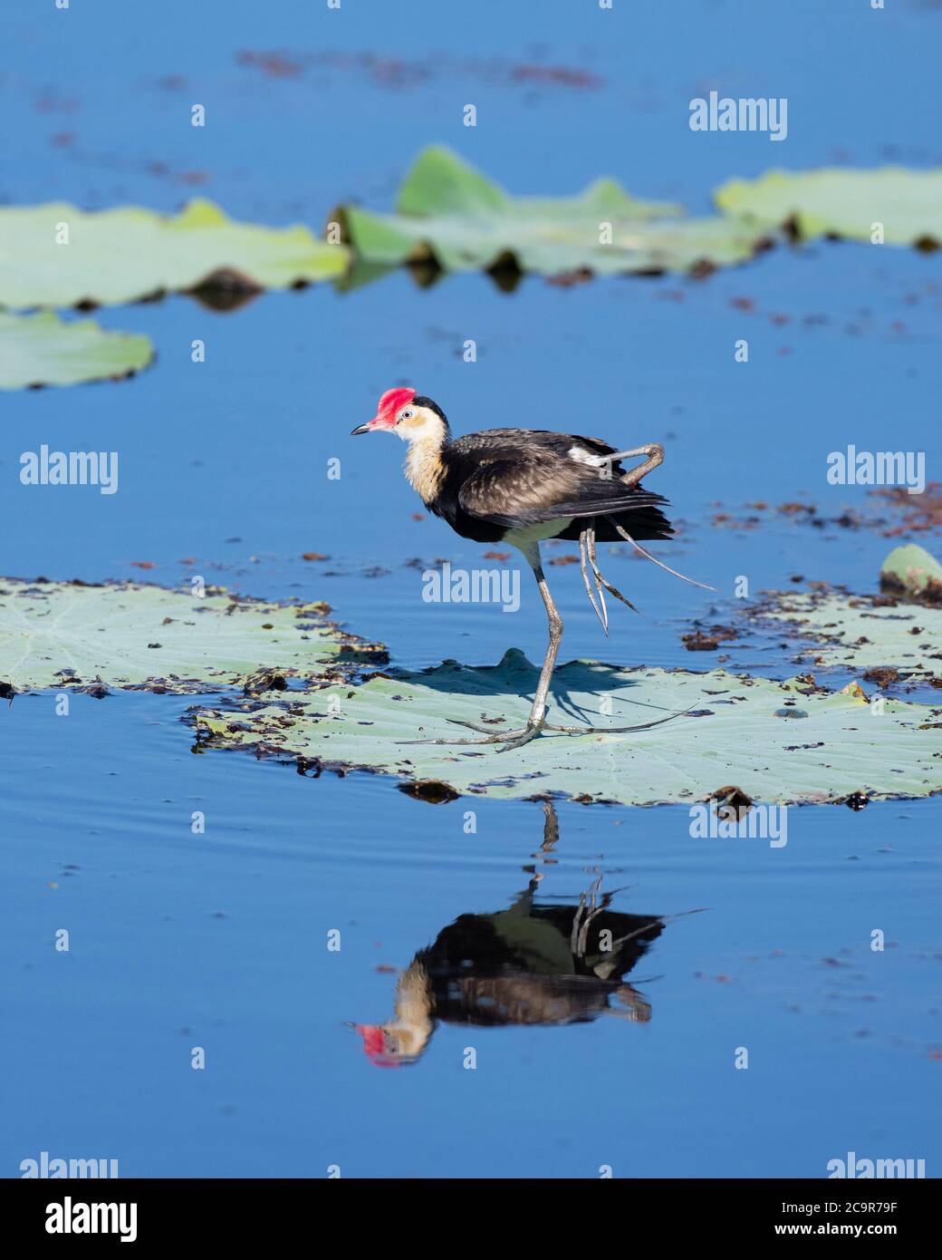 A Comb-crested Jacana (Irediparra gallinacea) standing on one leg on a ...