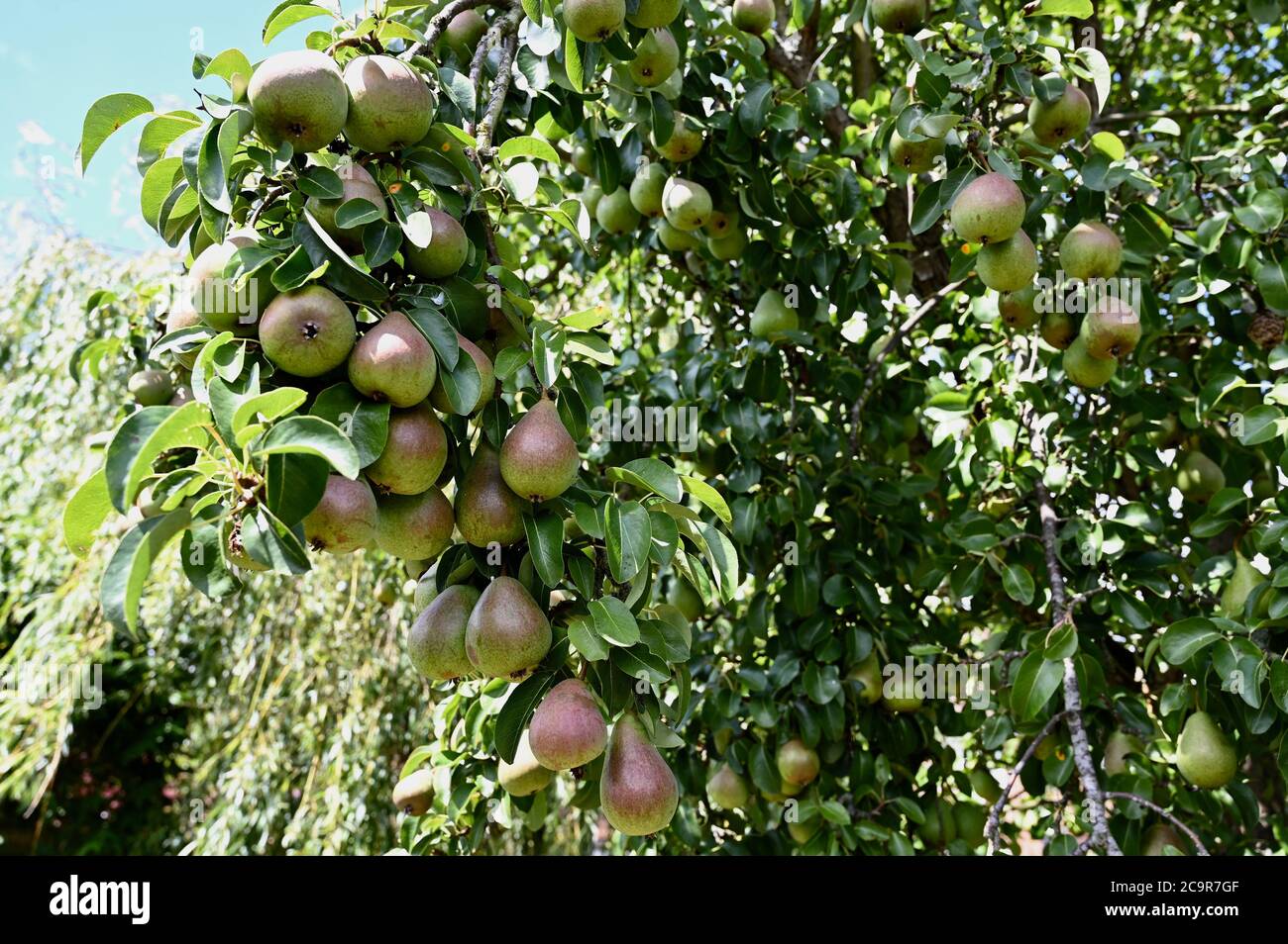 Pear tree laden with fruit hi-res stock photography and images - Alamy