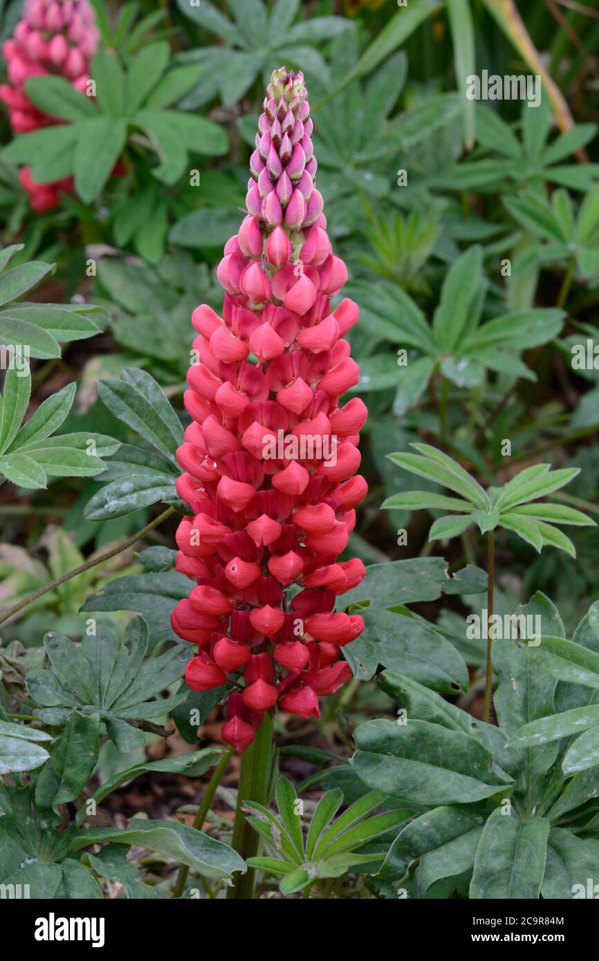 Lupin flower spike hi-res stock photography and images - Alamy