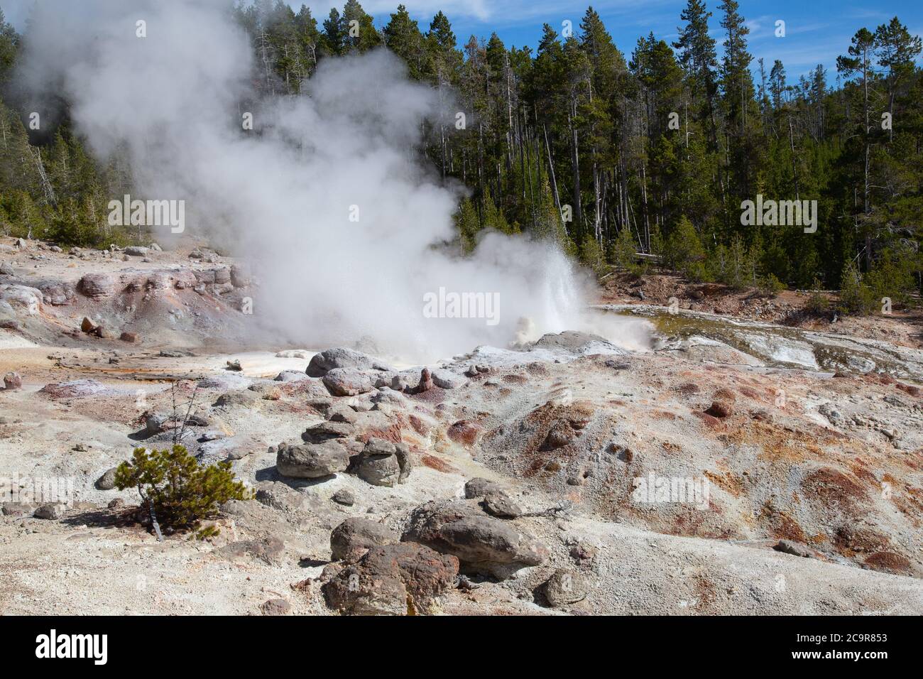 Norris geyser basin in the Yellowstone National park, USA Stock Photo ...