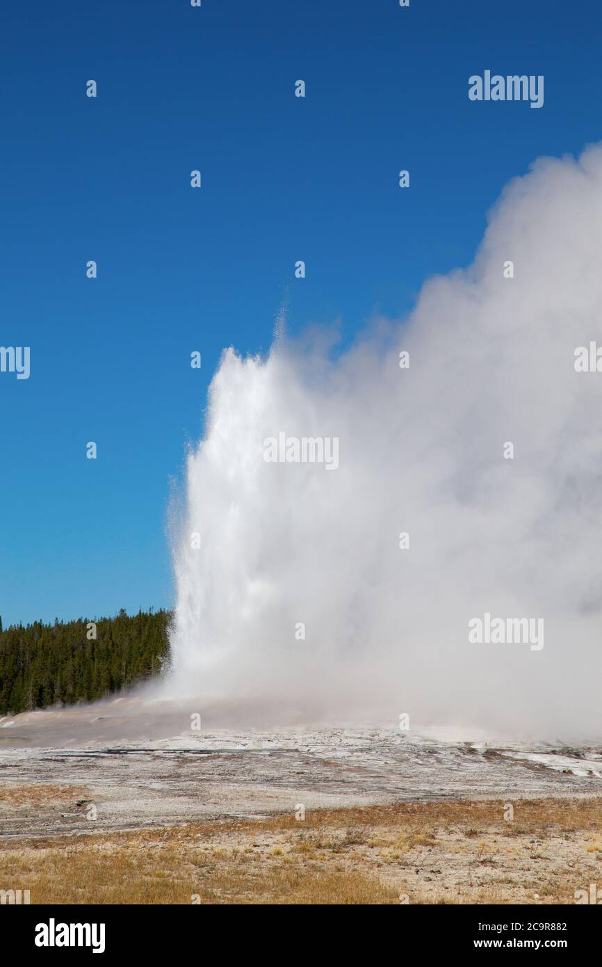 Old Faithful geyser eruption in the Yellowstone national park, USA ...