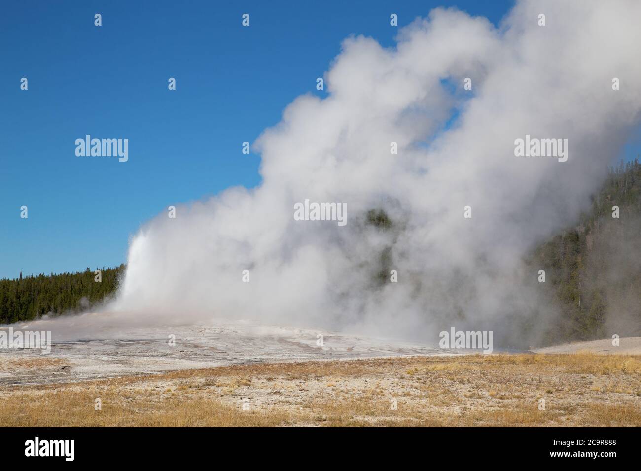 Old Faithful geyser eruption in the Yellowstone national park, USA ...